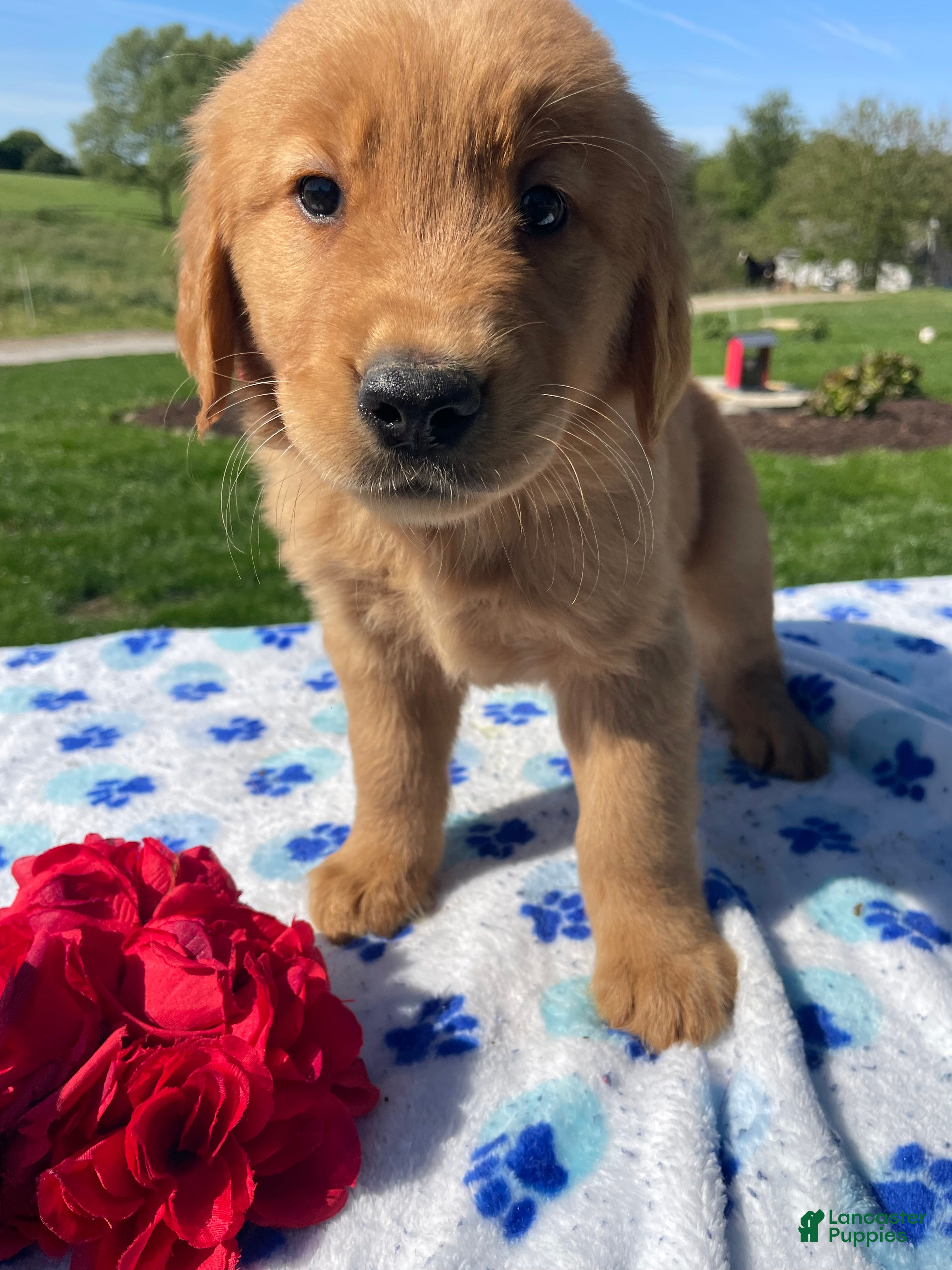 Lucky Golden Retriever for sale in Lancaster | Lancaster Puppies
