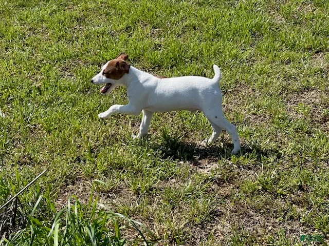 Jack Russell Terrier Boy 2 Jack Russell Terrier for sale in Boaz ...