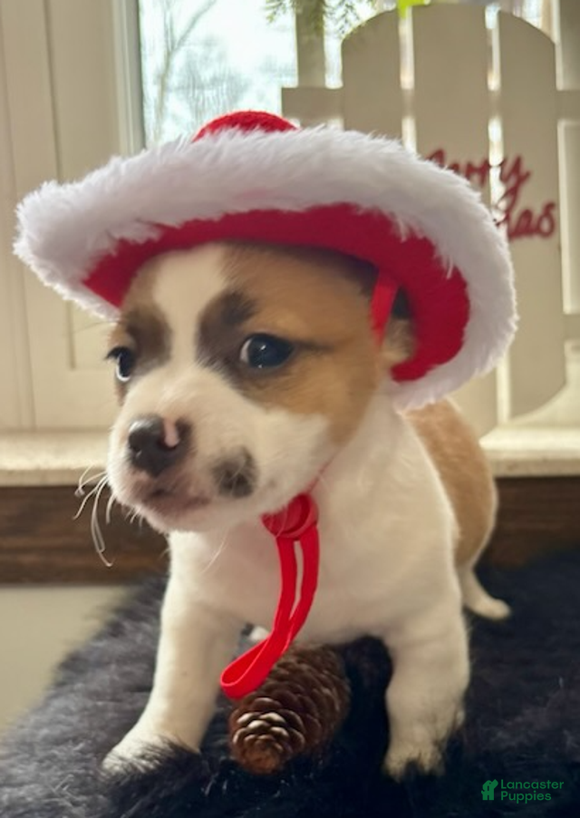 Charlie for sale in Cambridge City | Lancaster Puppies