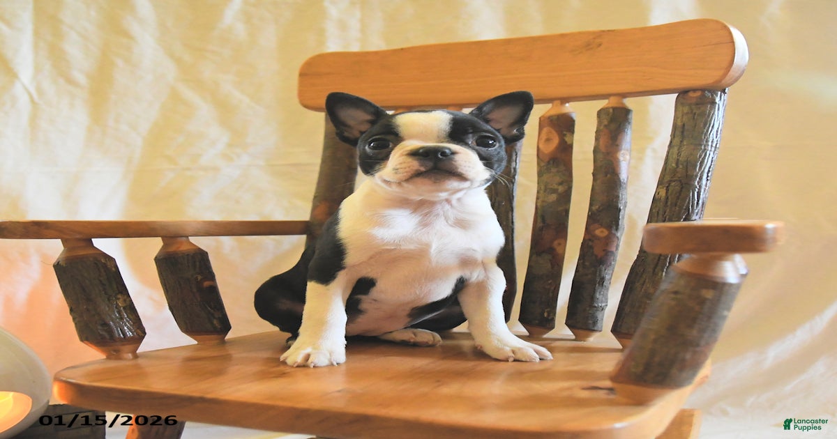 Gracie for sale in Hagerstown | Lancaster Puppies