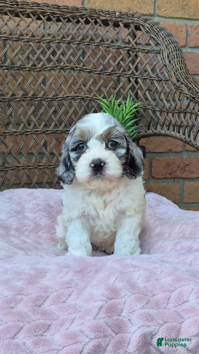 Quinnie Cockapoo for sale in Sugarcreek | Lancaster Puppies