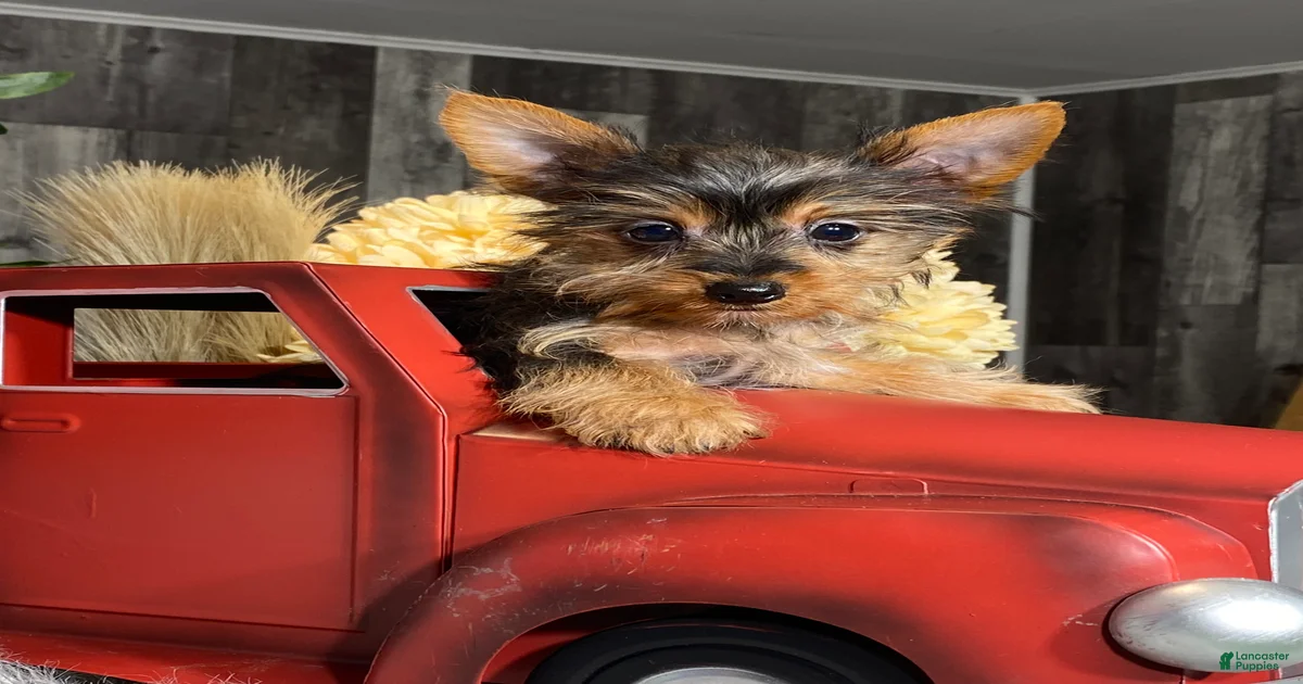 Yarah Yorkshire Terrier for sale in Seneca Falls | Lancaster Puppies
