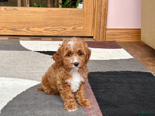 Cavapoo F1b Male Puppy 1 for sale in Nappanee | Lancaster Puppies