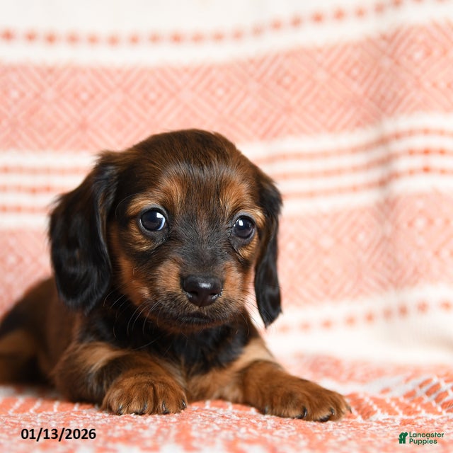 Kailey for sale in Honey Brook | Lancaster Puppies