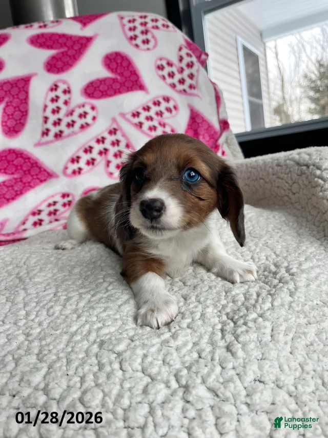 Rosie Bud for sale in Trumansburg | Lancaster Puppies