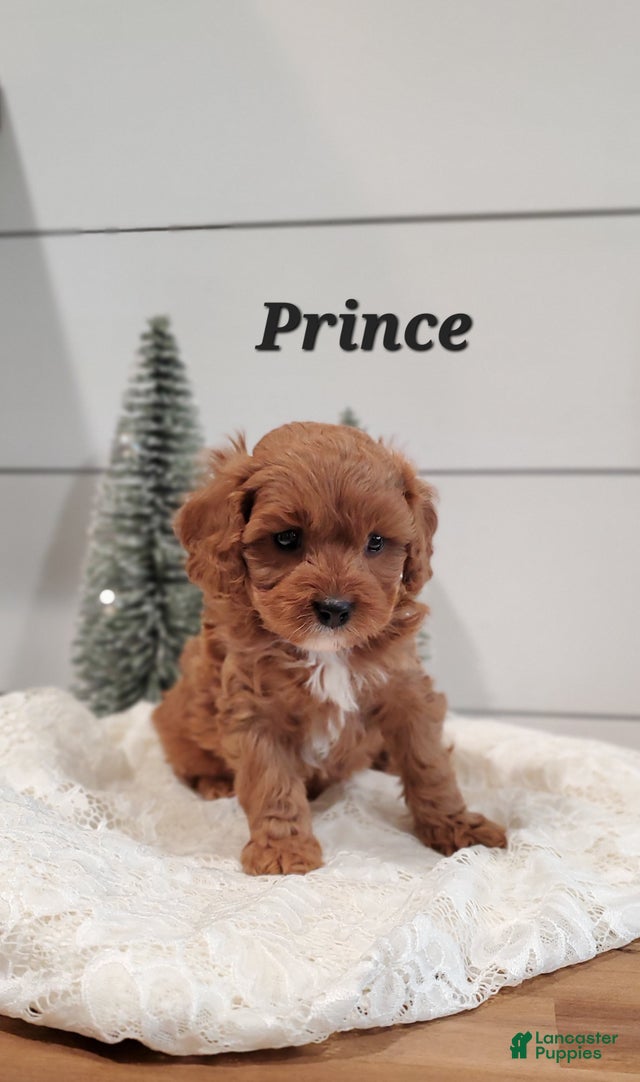 Prince for sale in Penn Yan | Lancaster Puppies
