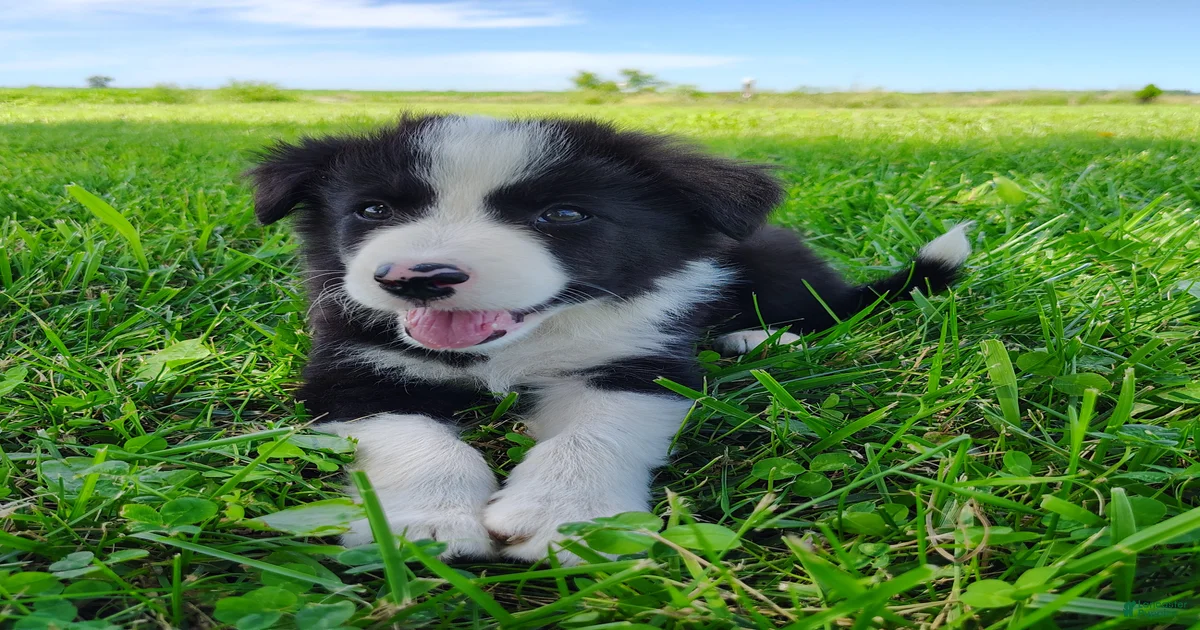 Border Collie Puppies for sale in Missouri | Lancaster Puppies
