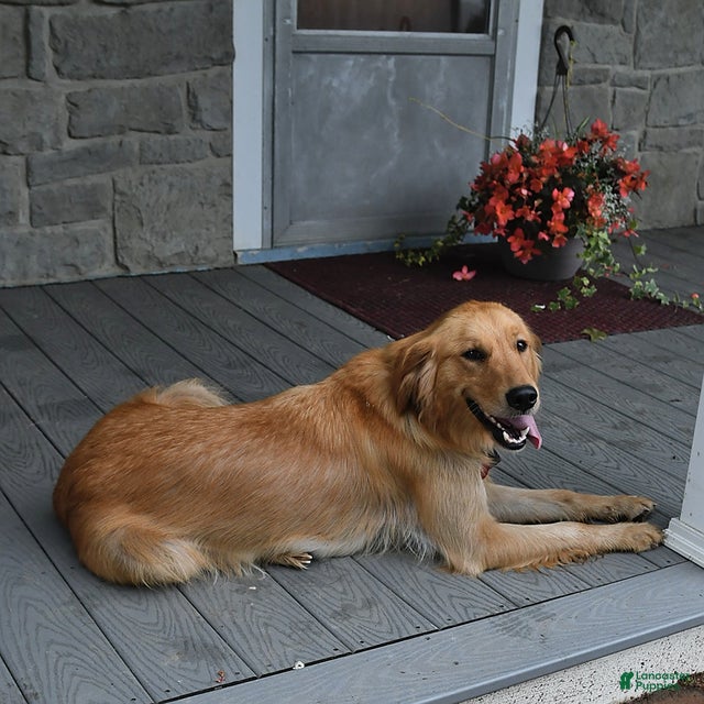 Anne for sale in Shelby | Lancaster Puppies