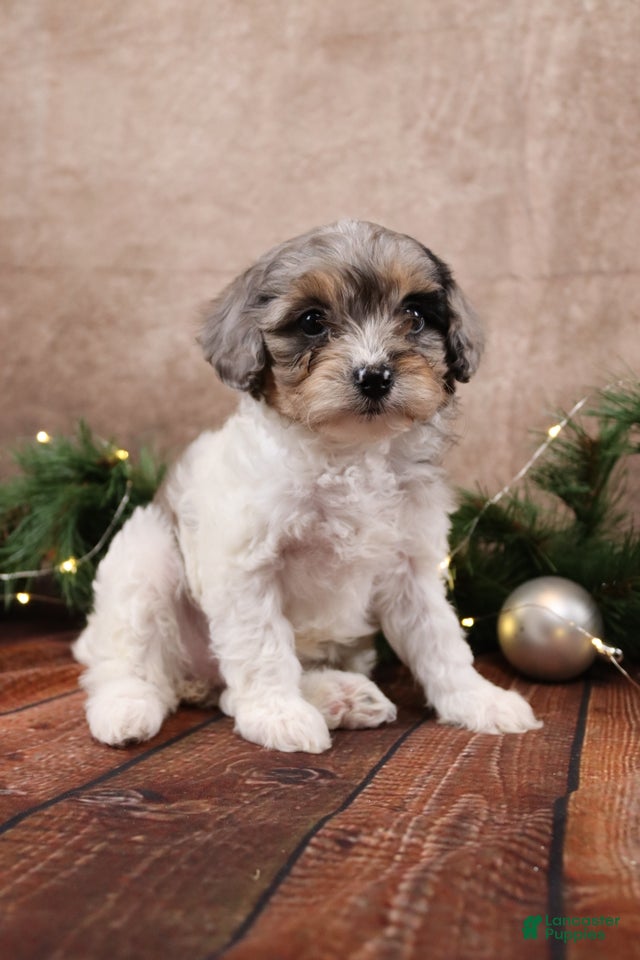 Angel for sale in West Salem | Lancaster Puppies