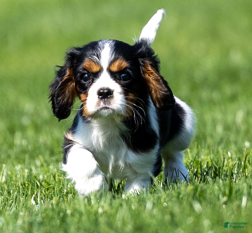 Clara the Cavalier King Charles Spaniel for sale in Atglen | Lancaster ...