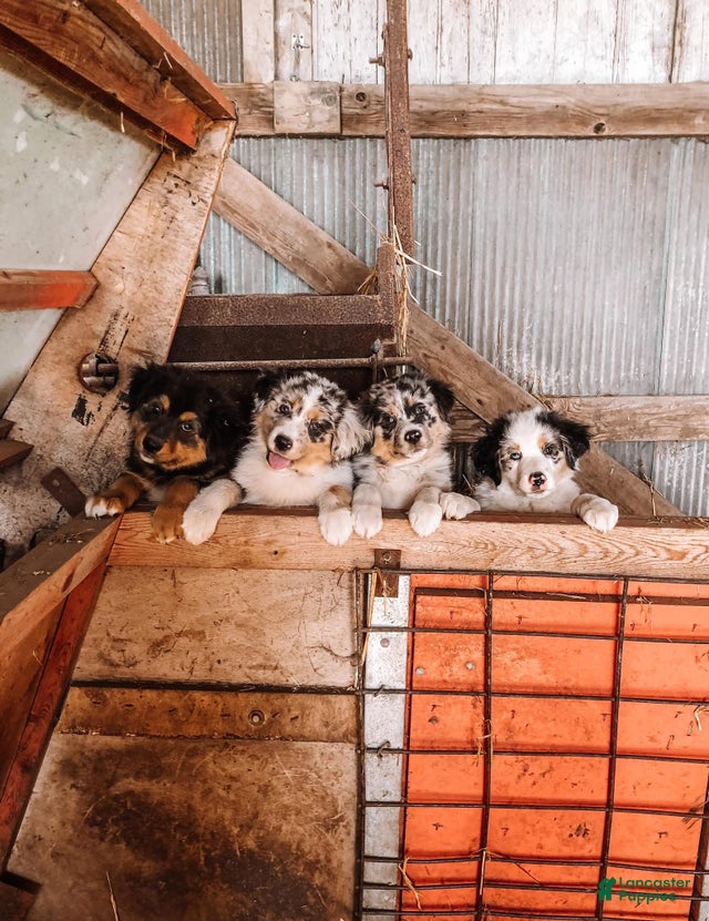 Beaver Creek Aussies | Lancaster Puppies
