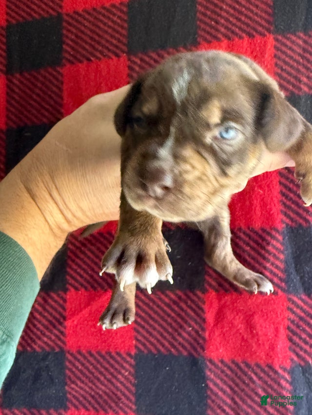 Catahoula Leopard Dog Puppy 6 for sale in Keithville | Lancaster Puppies