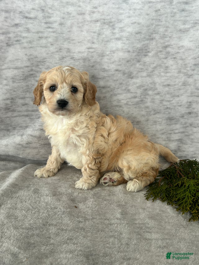 Cooper for sale in North Bangor | Lancaster Puppies