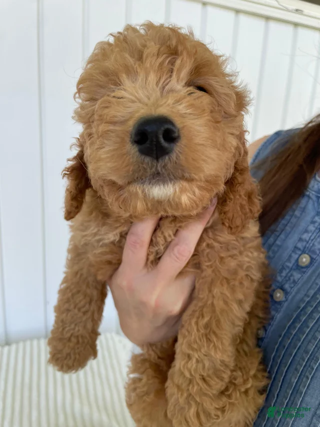 Thistle Mini Goldendoodle for sale in Montgomery | Lancaster Puppies