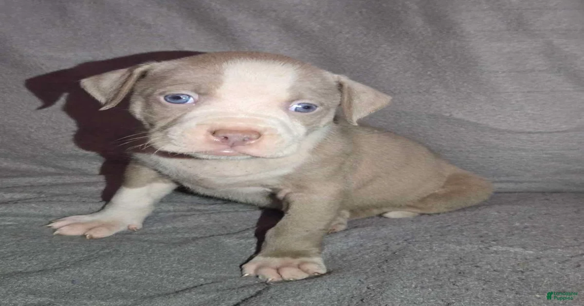 American Pit Bull Terrier Puppy 2 for sale in Elsie | Lancaster Puppies