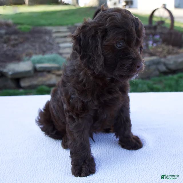 Ethan Cavapoo for sale in Dundee | Lancaster Puppies
