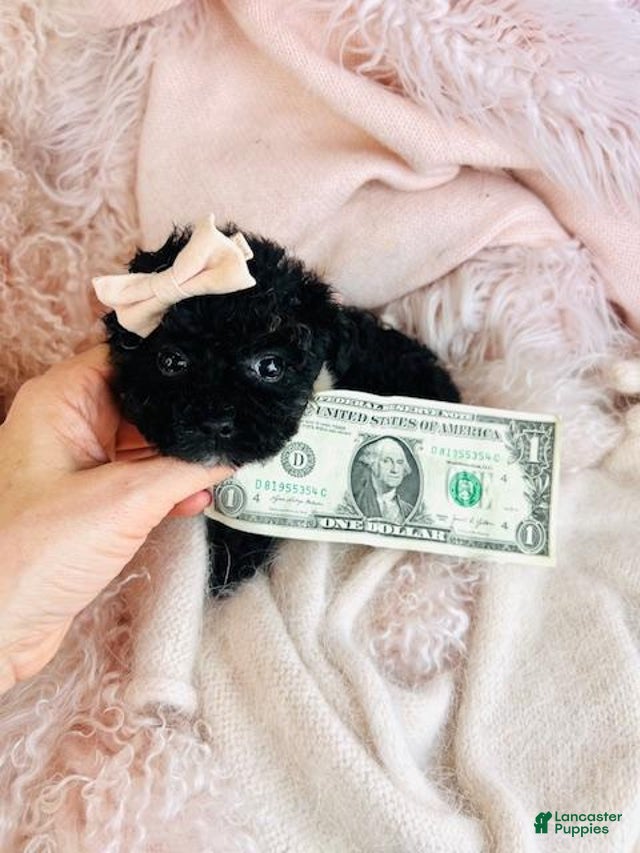 Toy Poodle Puppy 1 for sale in Tampa | Lancaster Puppies