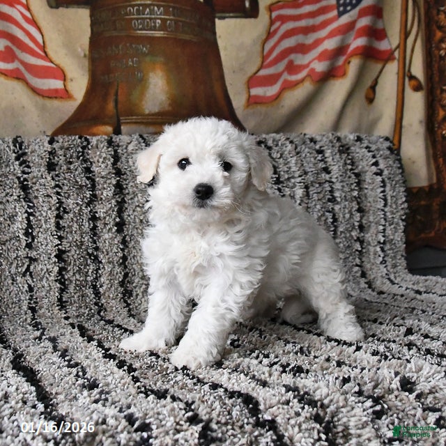 Freya for sale in Newport | Lancaster Puppies