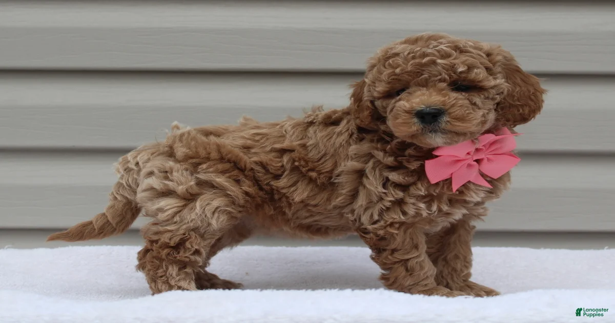 Riley Mini Goldendoodle for sale in Baltic | Lancaster Puppies