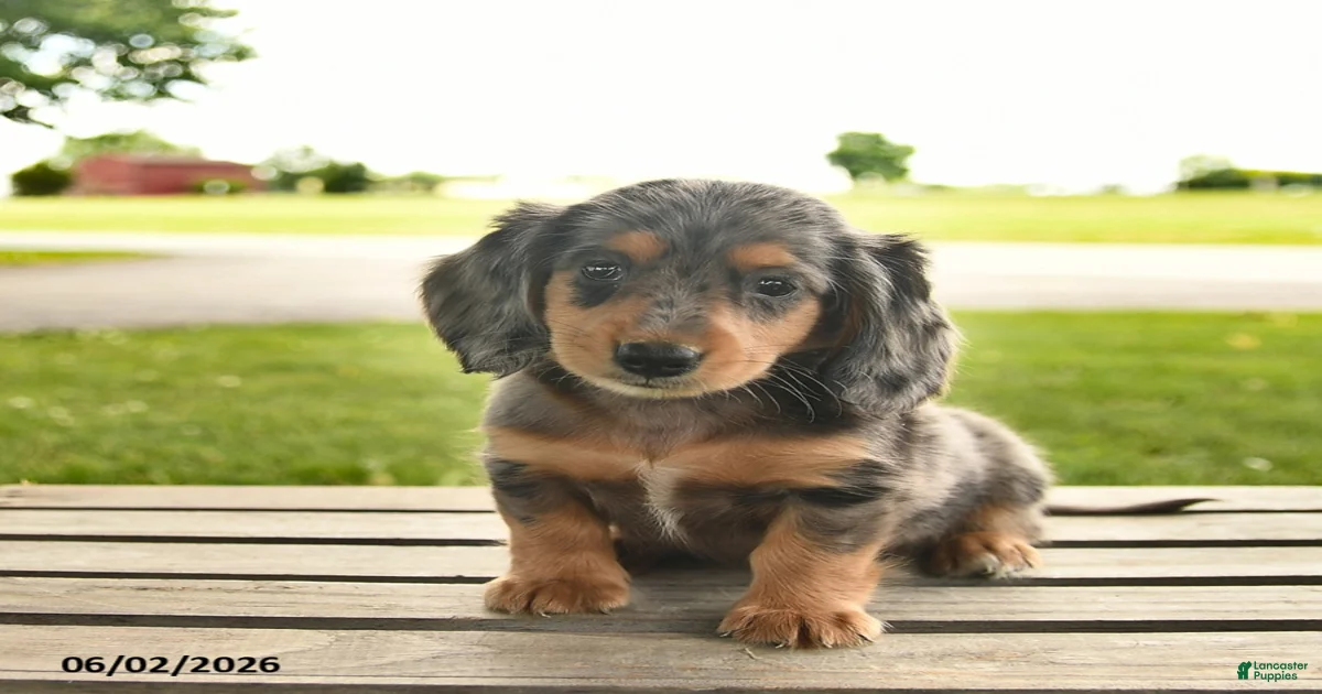 Puppies for sale in Pennsylvania | Lancaster Puppies