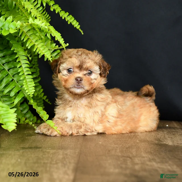 Foxy Loxy Mixed Breed for sale in Narvon | Lancaster Puppies