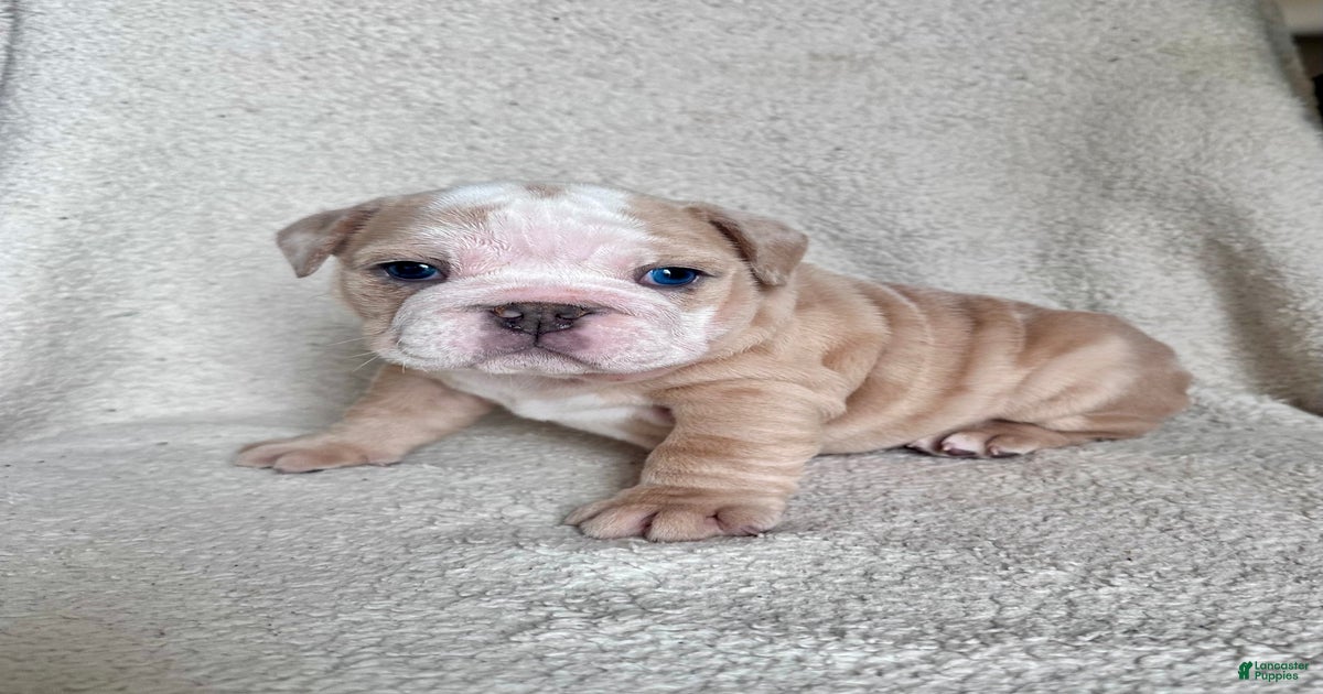 Winnie for sale in Myerstown | Lancaster Puppies