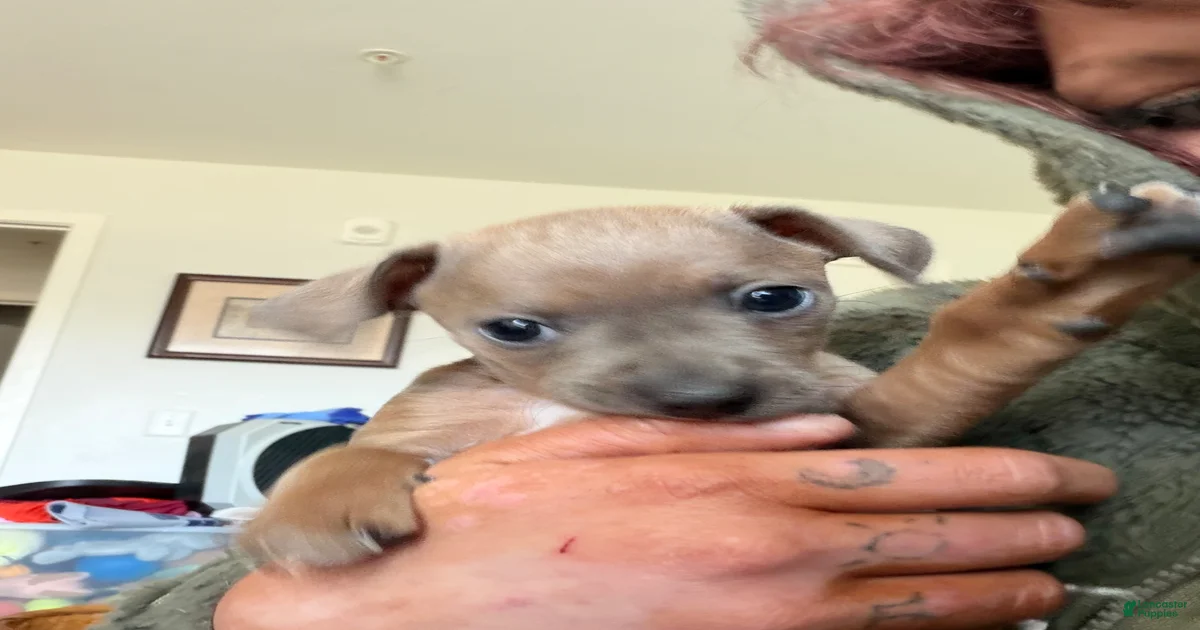 Jack Chi Puppy 2 Jack Chi for sale in Minneapolis | Lancaster Puppies