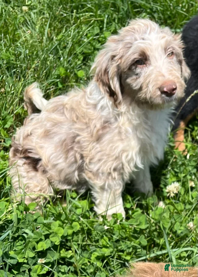🤠 Cowboy Aussiedoodle for sale in Rosedale | Lancaster Puppies