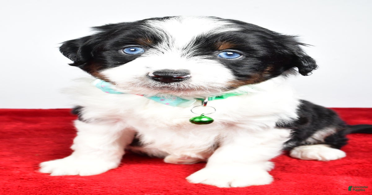 Stephen for sale in Millersburg | Lancaster Puppies