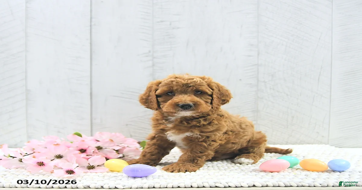 Mini Goldendoodle Puppies for sale in Spencerville, Indiana | Lancaster ...