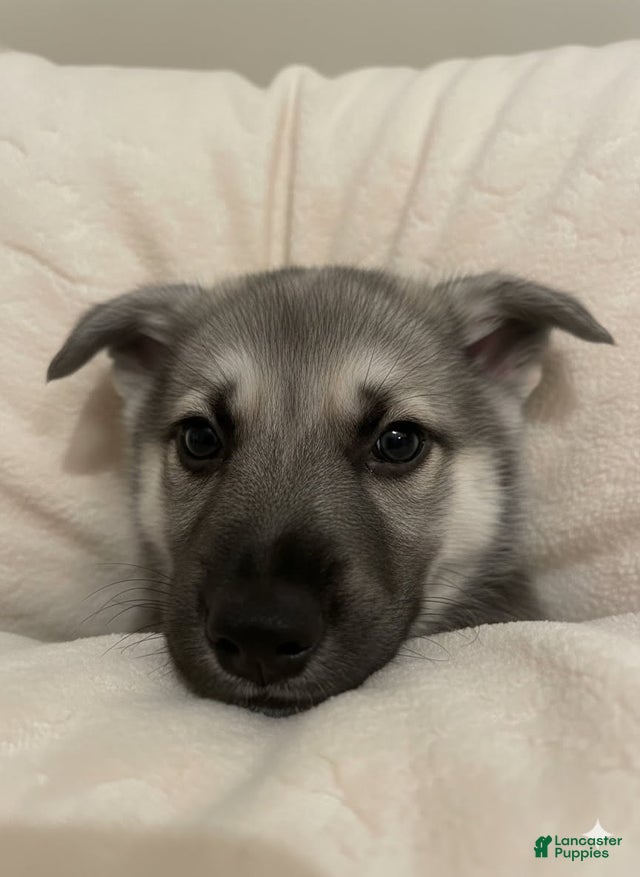 Beast for sale in Quincy | Lancaster Puppies