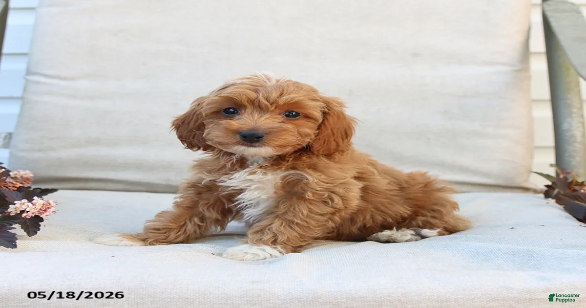 Cockapoo Puppies for sale in Pennsylvania | Lancaster Puppies