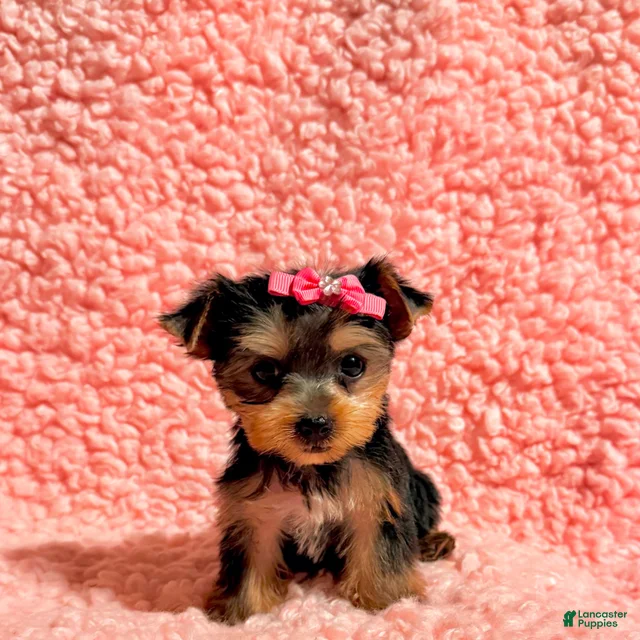 Ella teacup Yorkshire Terrier for sale in Los Angeles | Lancaster Puppies