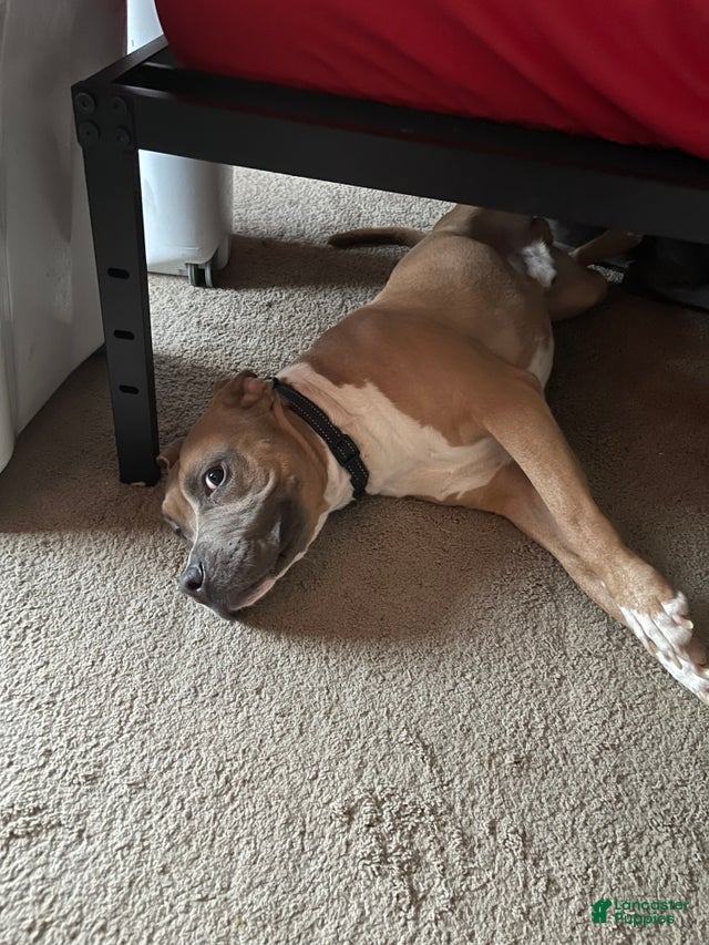 American Pit Bull Terrier Puppy 2 for sale in Concord | Lancaster Puppies