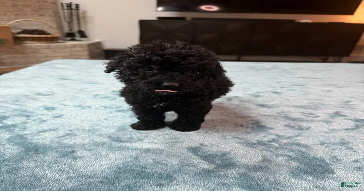Pink Bordoodle Puppies for sale | Lancaster Puppies