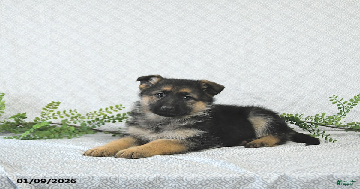 Lexi for sale in Topeka | Lancaster Puppies