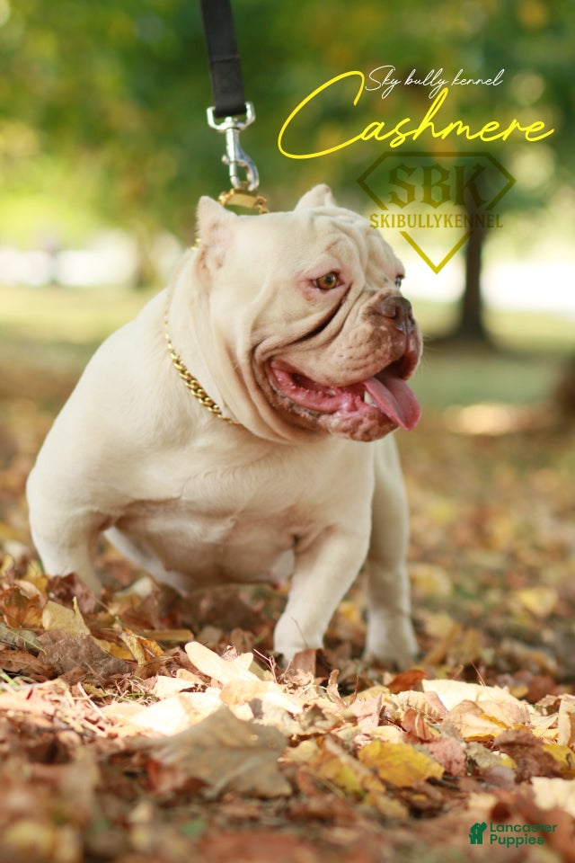 Scooter for sale in Baltimore | Lancaster Puppies