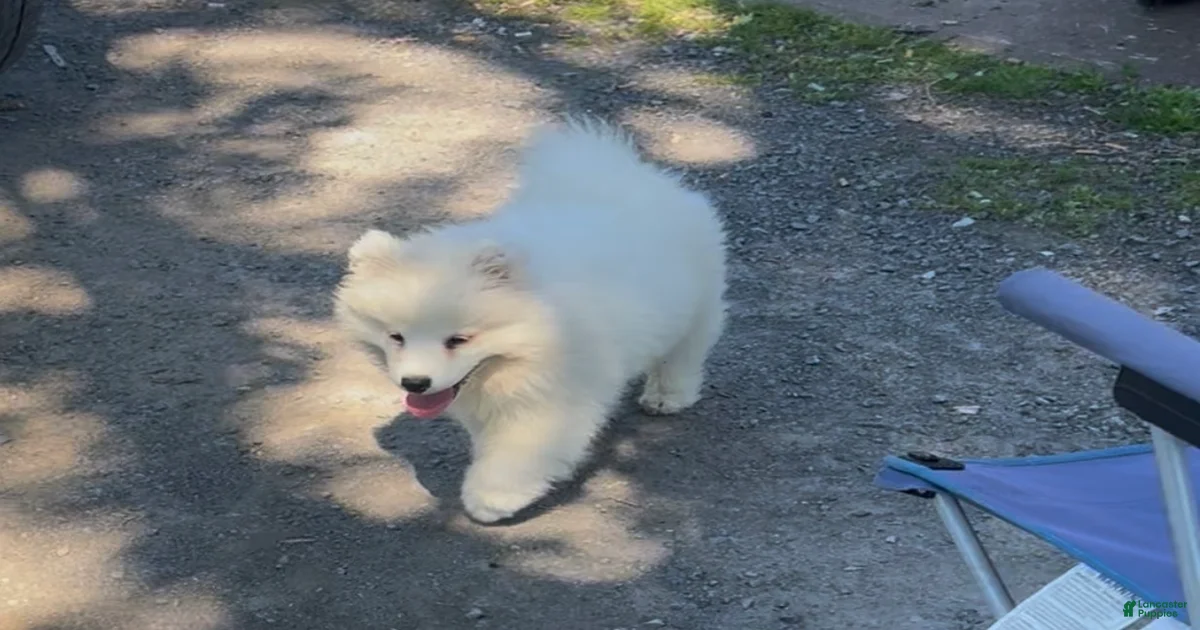 Samoyed Puppies for sale in New York | Lancaster Puppies