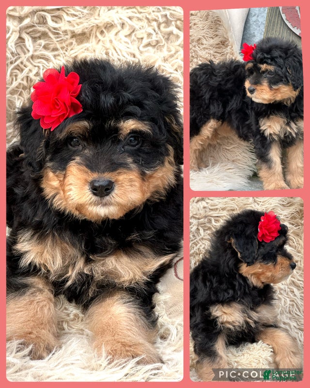 Laney for sale in Holmesville | Lancaster Puppies