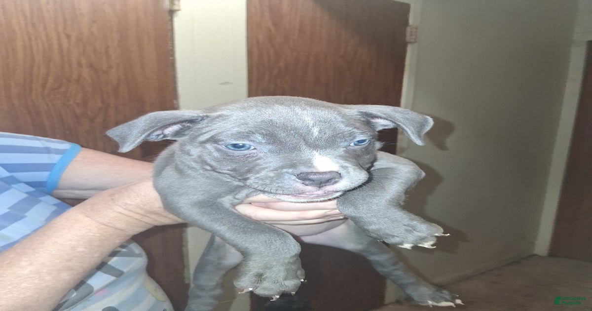 American Pit Bull Terrier Puppy 1 for sale in Brooklyn | Lancaster Puppies