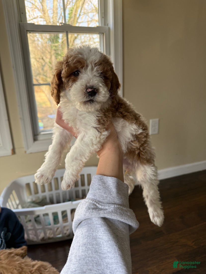 Miniature Poodle Puppy 5 for sale in Smyrna | Lancaster Puppies