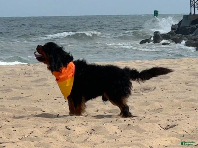 Mojo (Finn) for stud in Mechanicsville | Lancaster Puppies