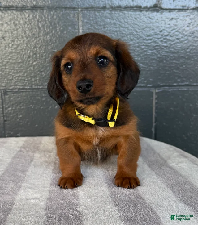 Colt Miniature Dachshund for sale in Apple Creek | Lancaster Puppies