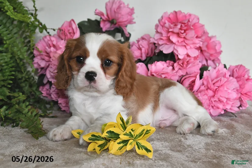 Banjo Cavalier King Charles Spaniel for sale in Plymouth | Lancaster ...