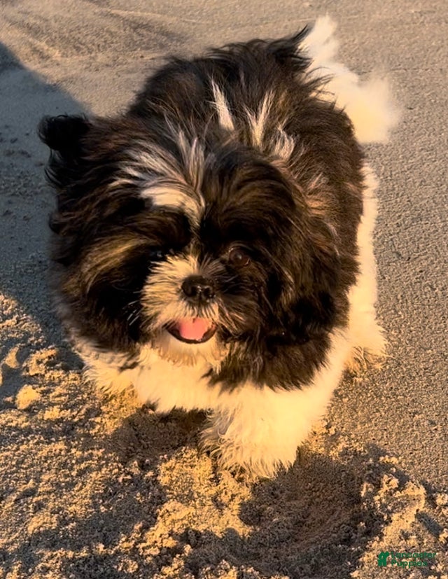 Theo for sale in Denton | Lancaster Puppies