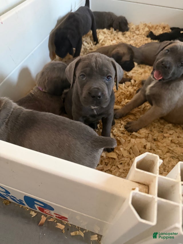 Lexi for sale in Paterson | Lancaster Puppies