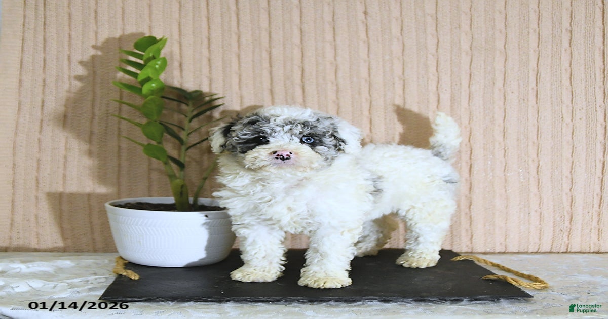 Romeo for sale in Bourbon | Lancaster Puppies