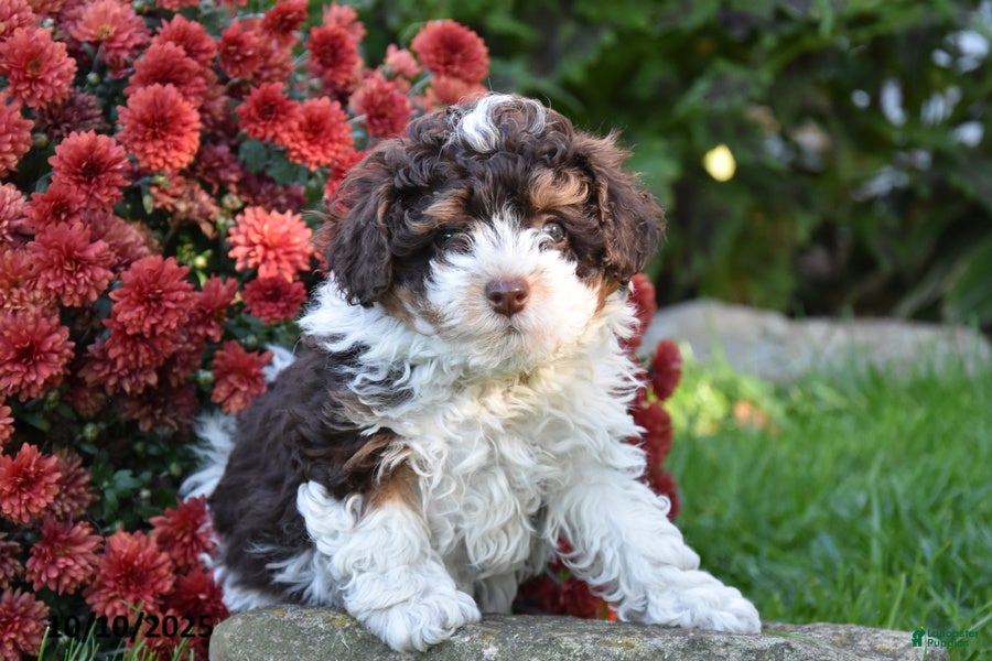 Pomeranian Puppies for sale under $500 | Lancaster Puppies