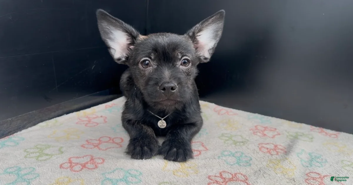 Winston Mixed Breed for sale in Mount Carmel | Lancaster Puppies