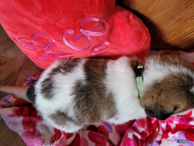 Max for sale in Mansfield | Lancaster Puppies